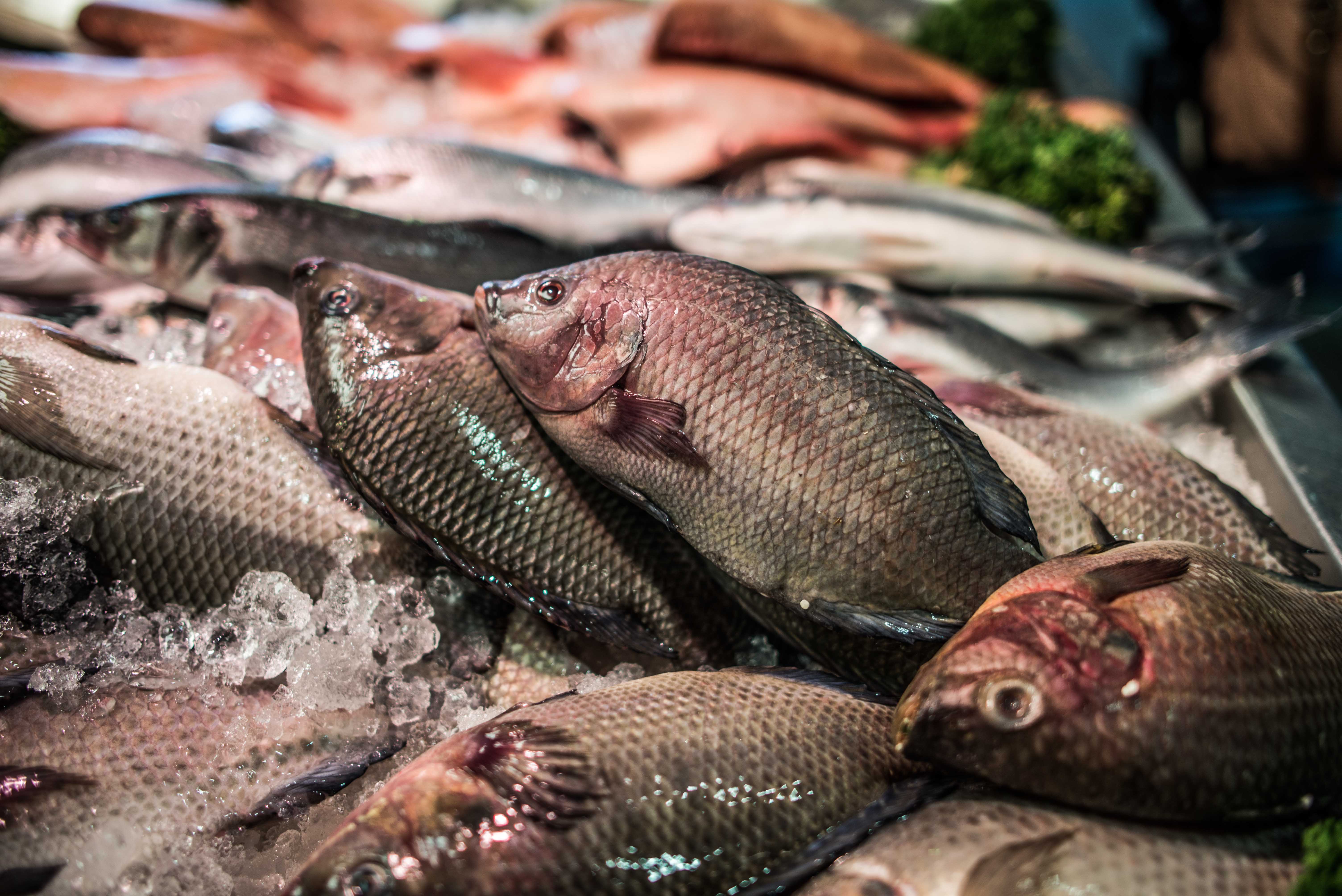 Photo Gallery: You shall have a fishy (on a little dishy) at Bury Market